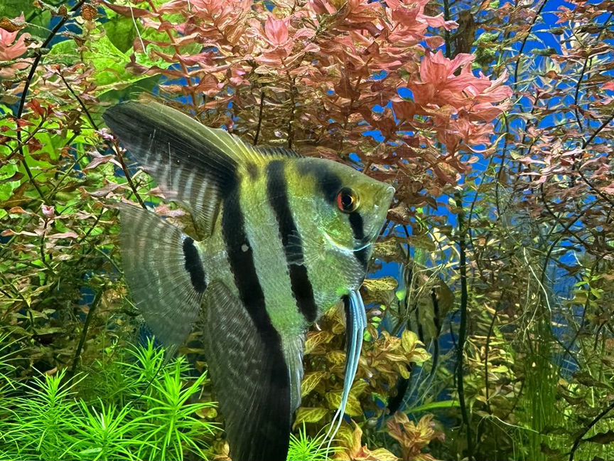 Скалярия полосатая