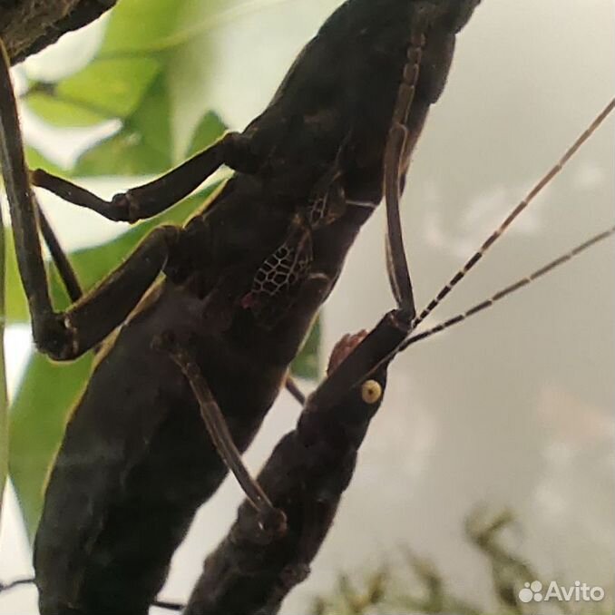 Перуанский (Кордильерский) палочник