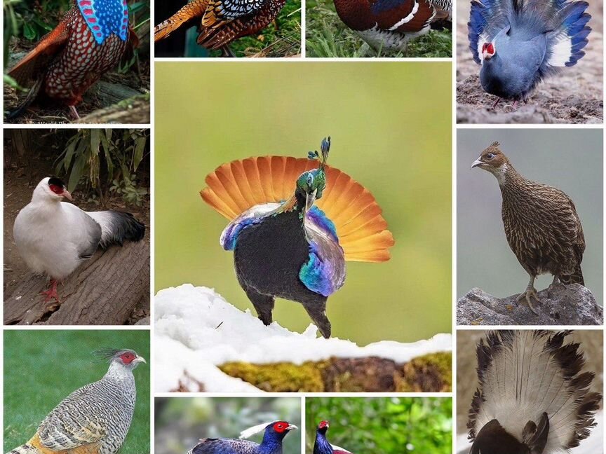 Фазаны разных видов