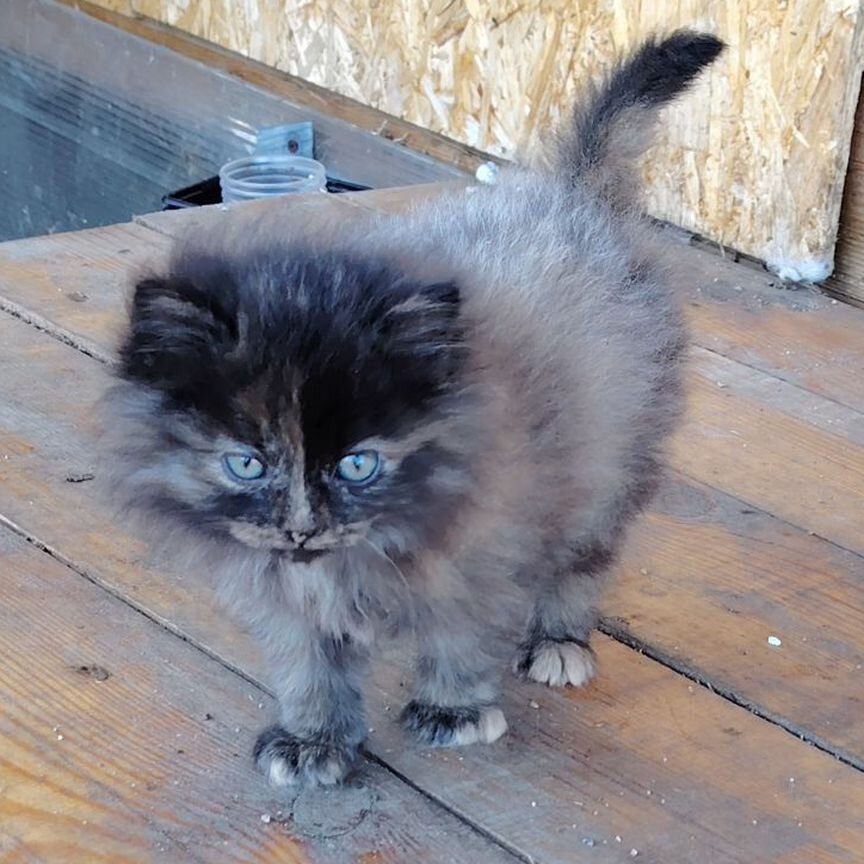 Котёнок в добрые руки