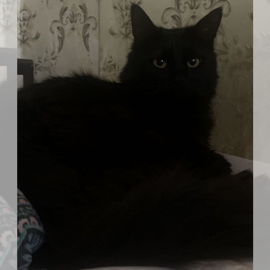 Взрослый кот в добрые руки