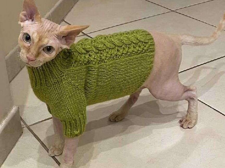 Одёжка для собаки и кошки