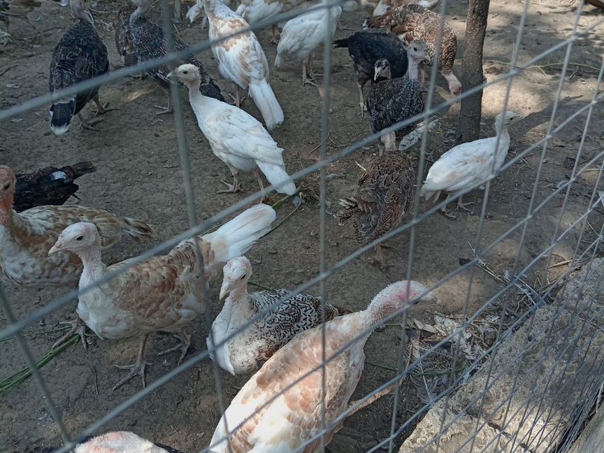 Степные индюшата