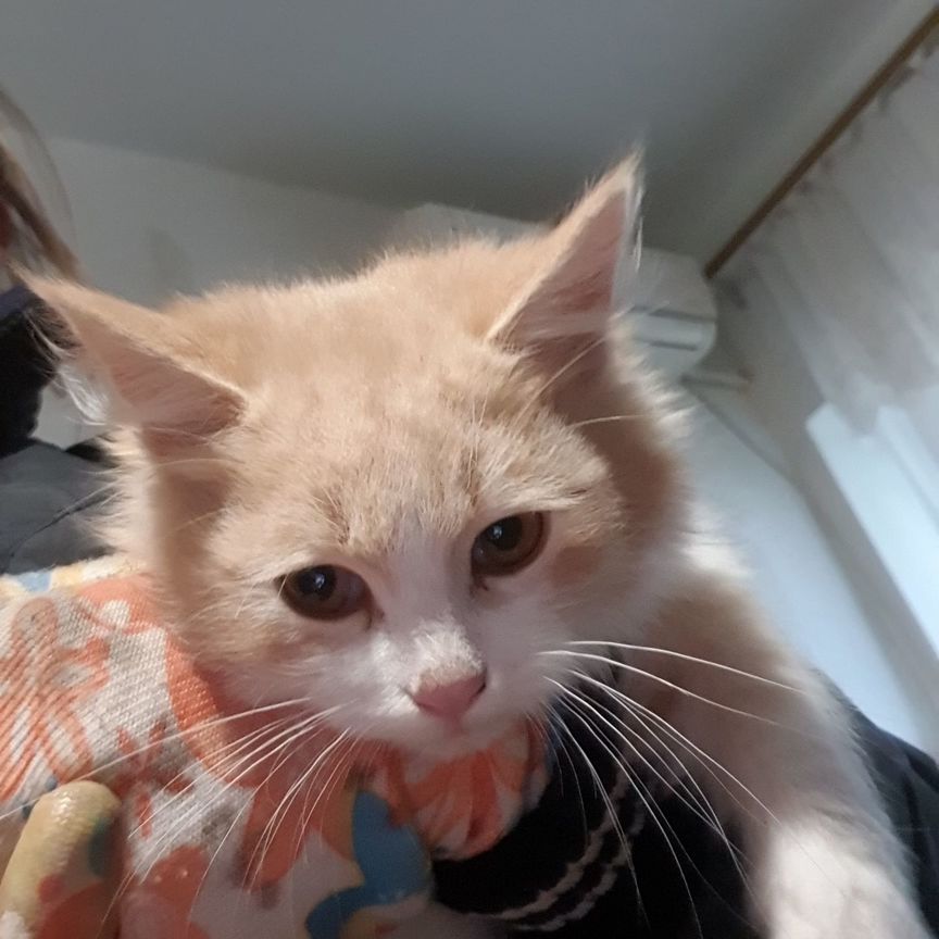 Которебенок ищет маму