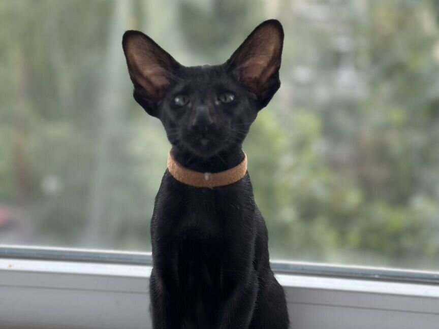 Ориентальные котята эбони черные