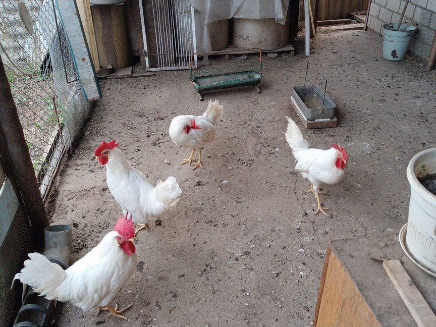 Продажа домашней птицы