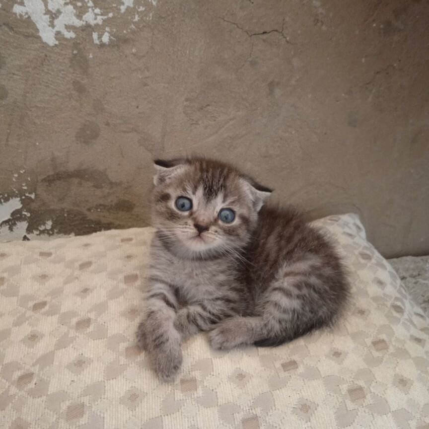 Шотландская вислоухая