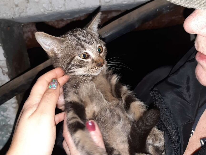 Кот вискас,ищем передержку,отдам в добрые руки