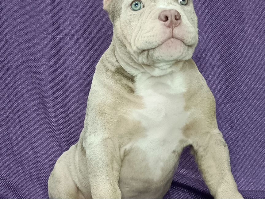 Американский булли стандарт/покет