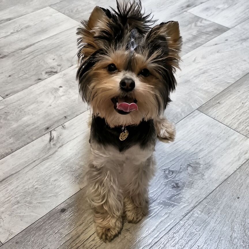 Йоркширский терьер, взрослая собака