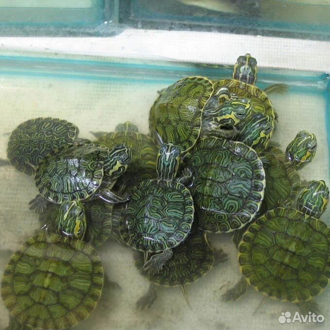 Красноухая черепаха оптом