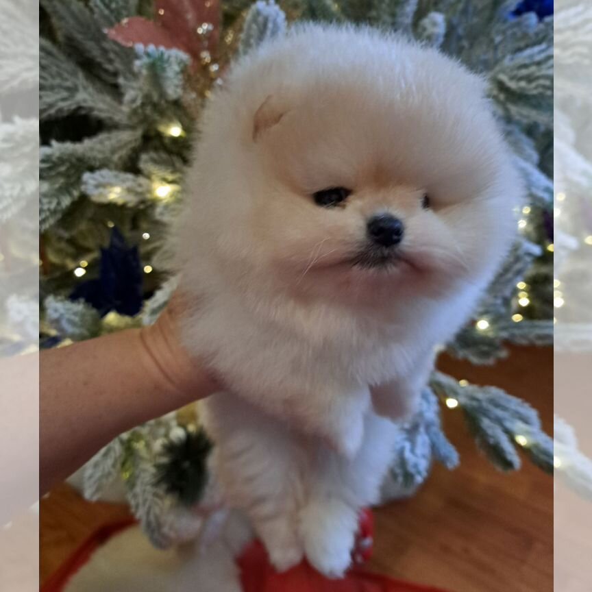 Померанский шпиц, щенок