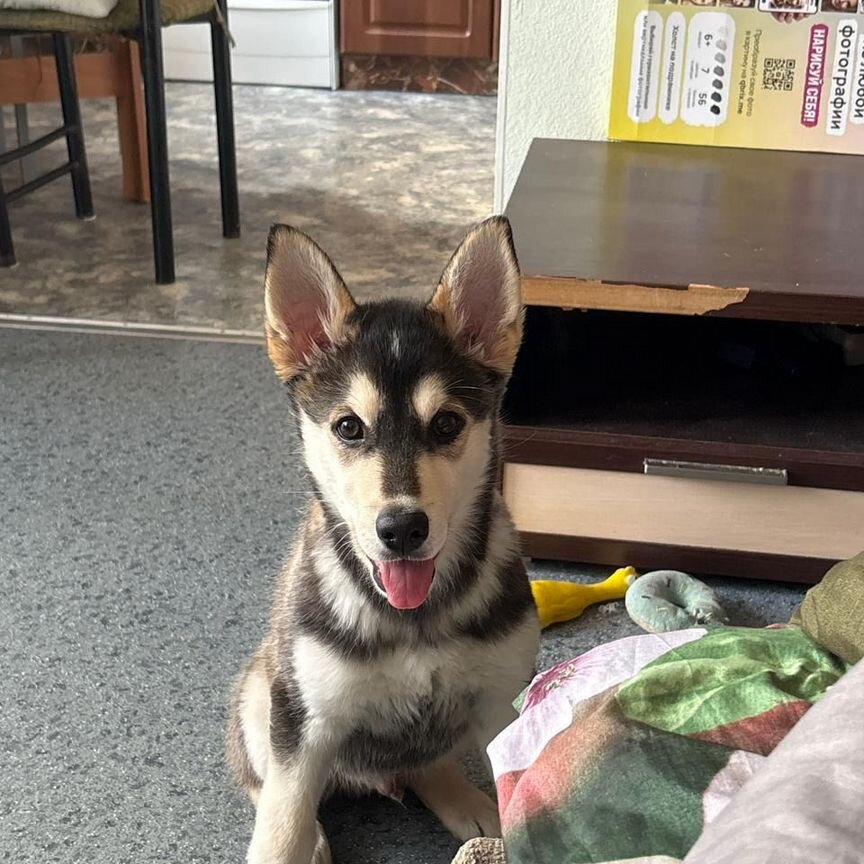 Хаски в добрые руки