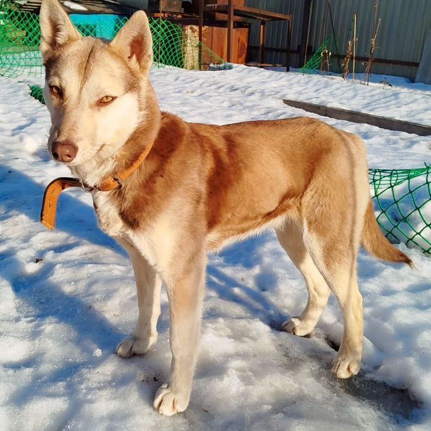 Красотка Эльза