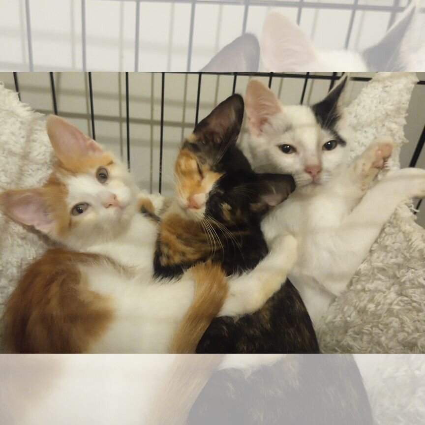 Котята мальчики в дар
