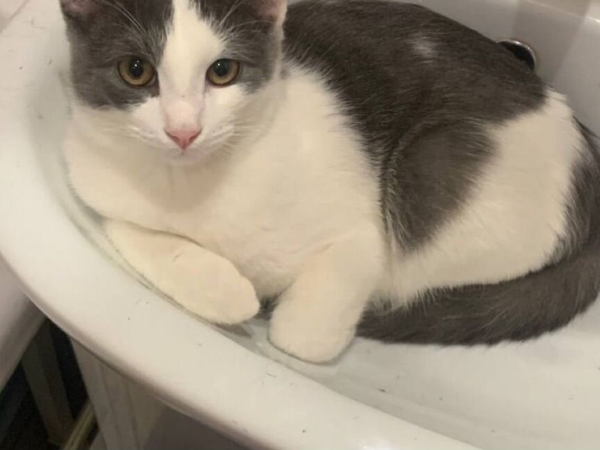 Кексик ищет семью