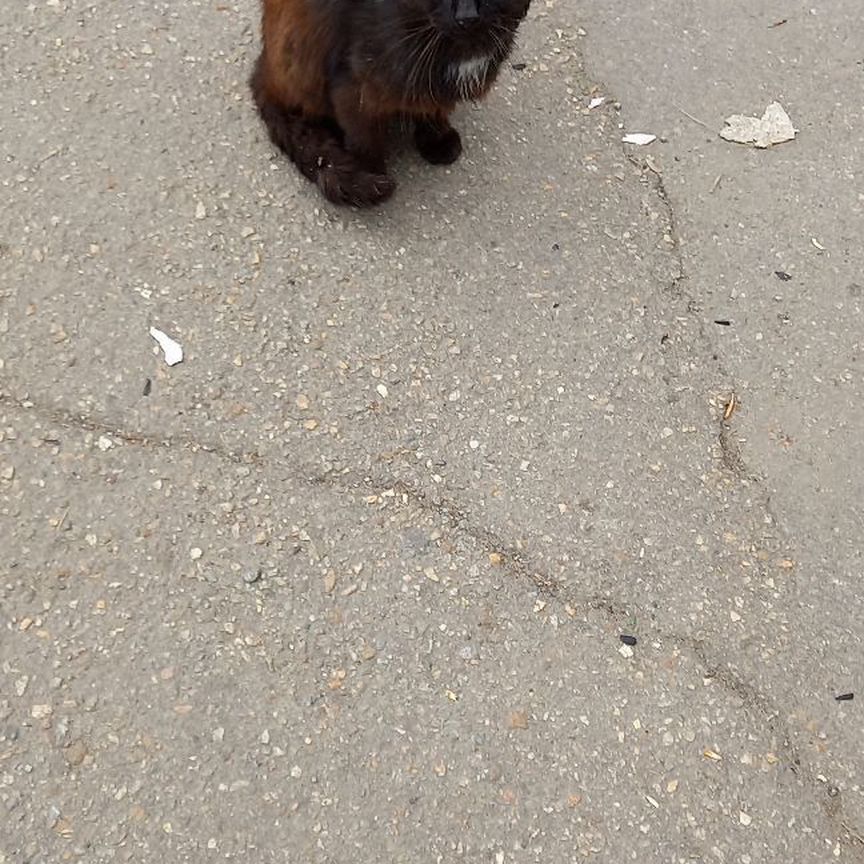 Подкинули кошечку