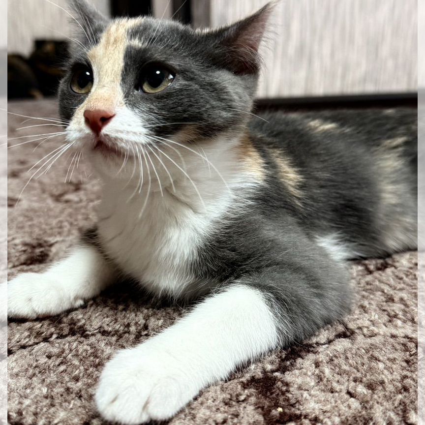 Котёнок в добрые руки