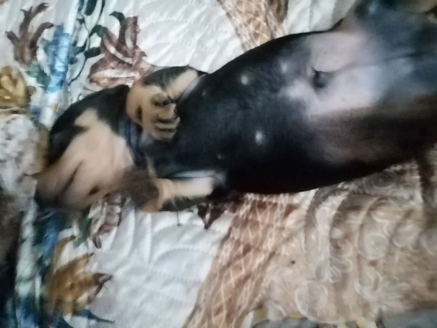 Таксульки стандартные три довочки и два мальчика