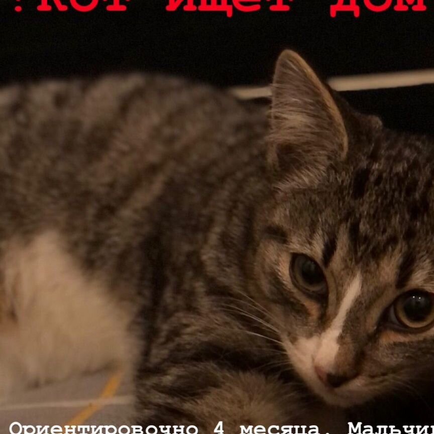 Котёнок в добрые руки