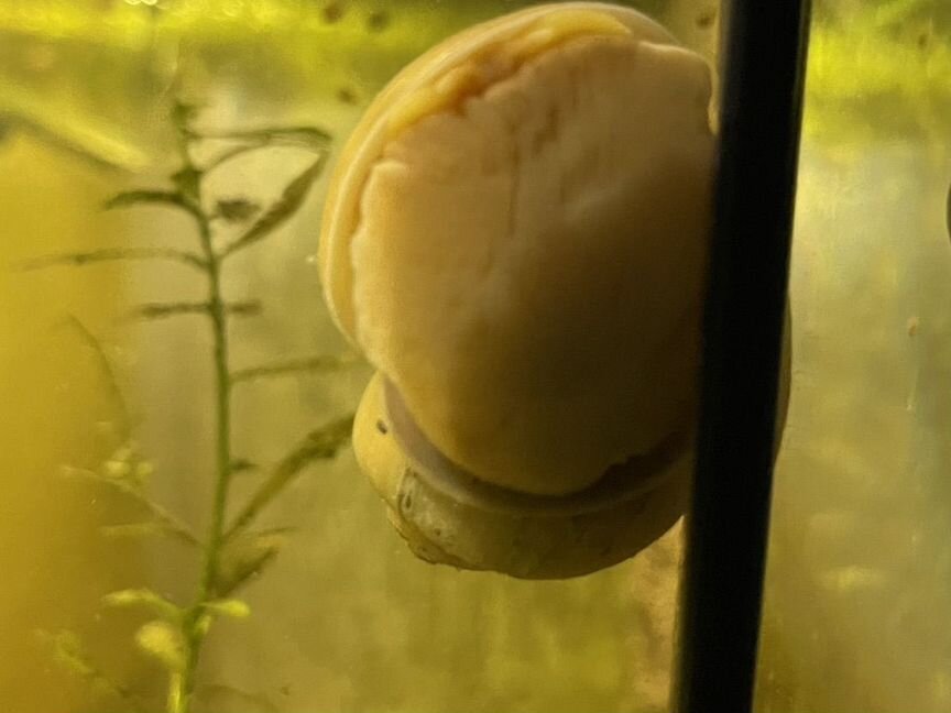 Улитки ампулярии малыши, 1 неделя за 15шт 200