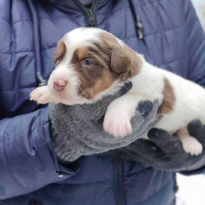 Щенок в добрые руки