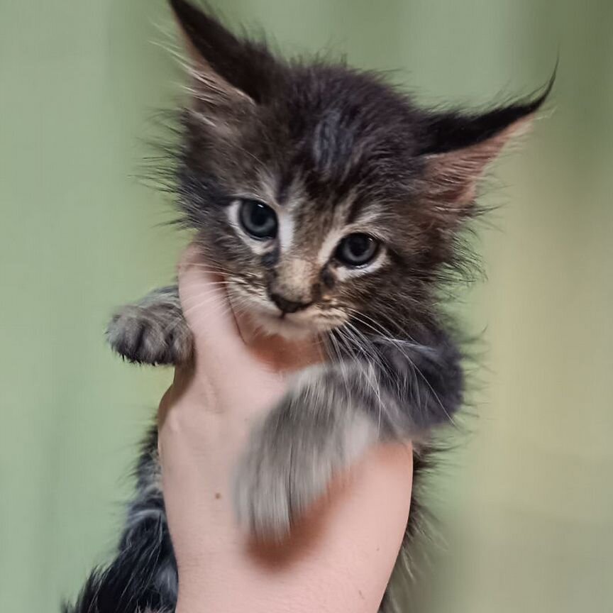 Мейн-кун котёнок