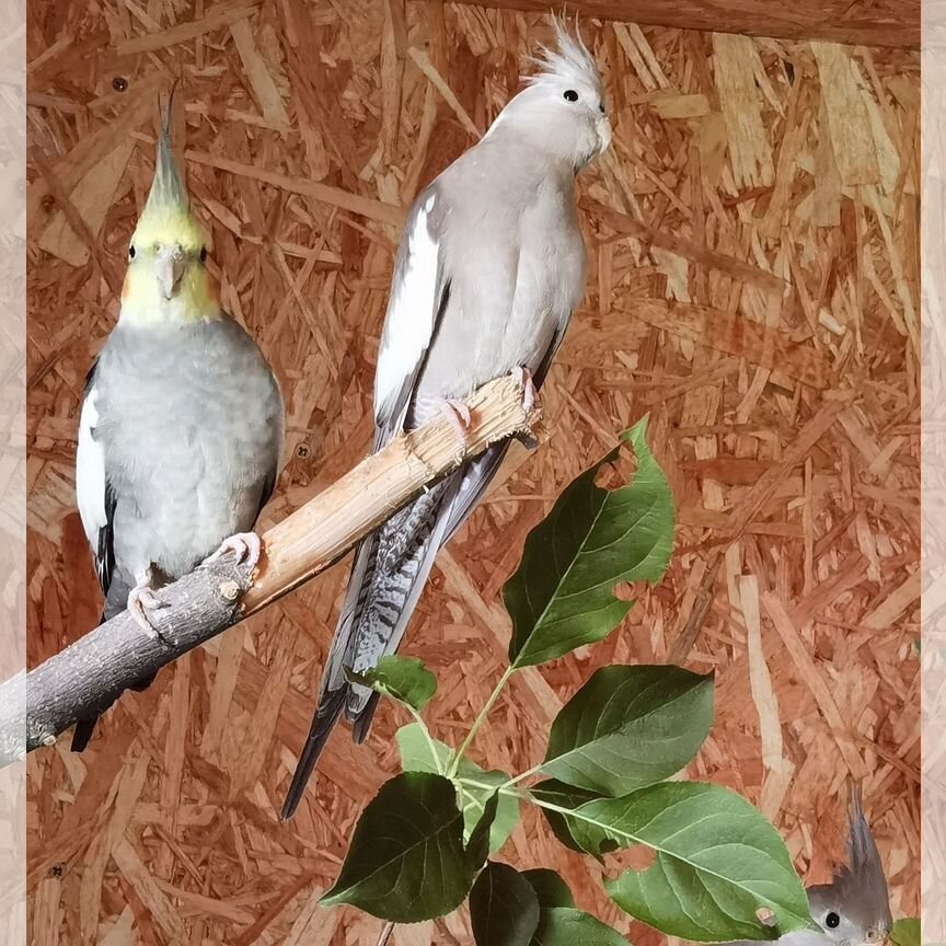 Пара корелл 3 года