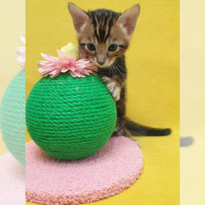 Котята бенгалы мрамор