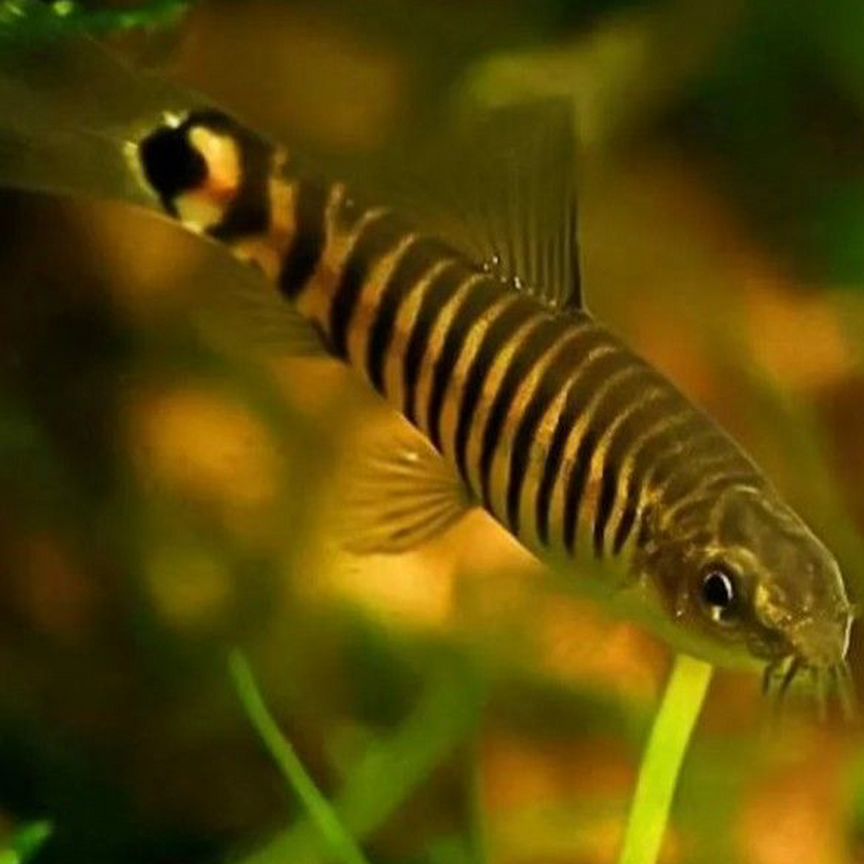 Боция зебра карлик круциатус - Micronemacheilus