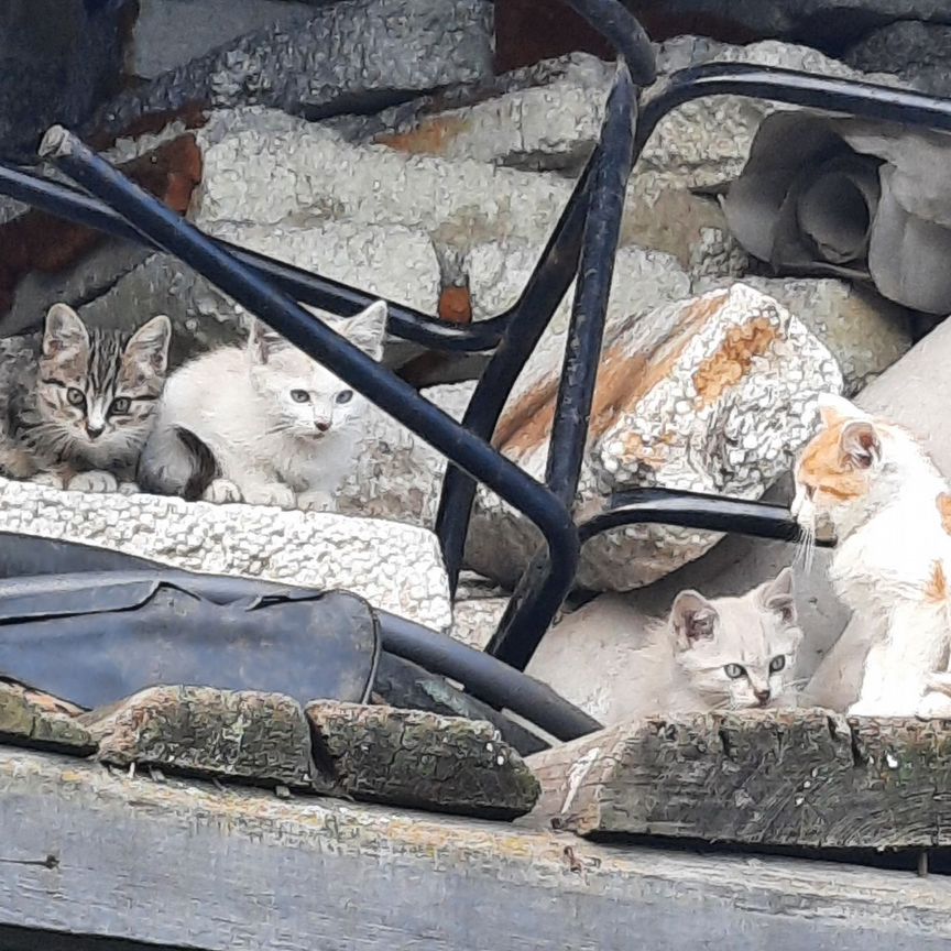 Котёнок в добрые руки