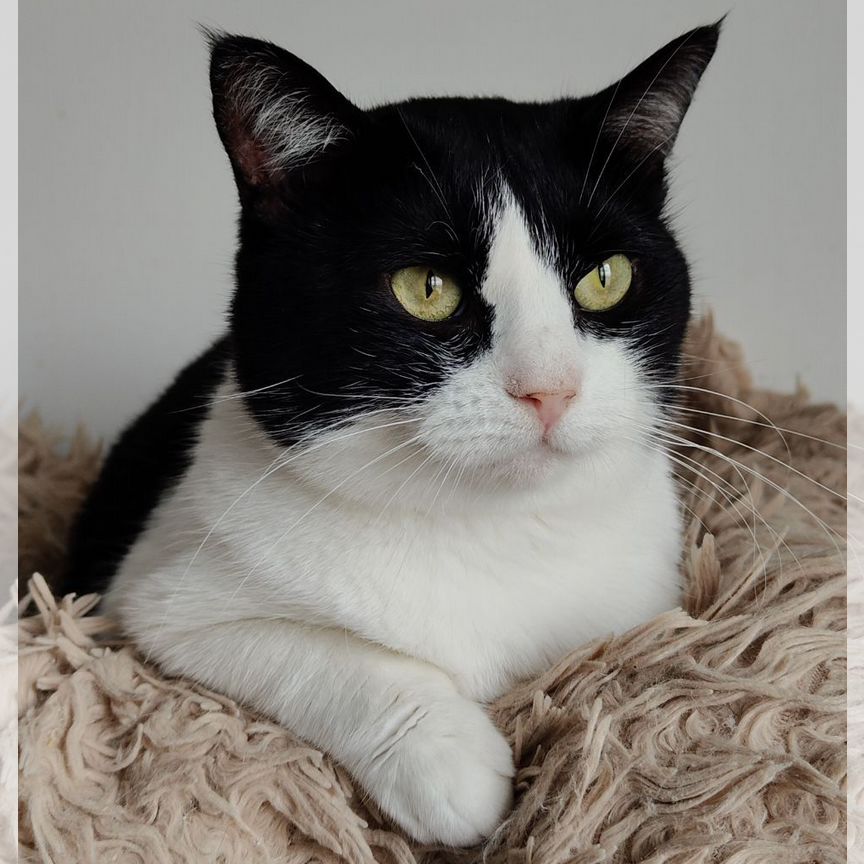 Взрослый кот в добрые руки