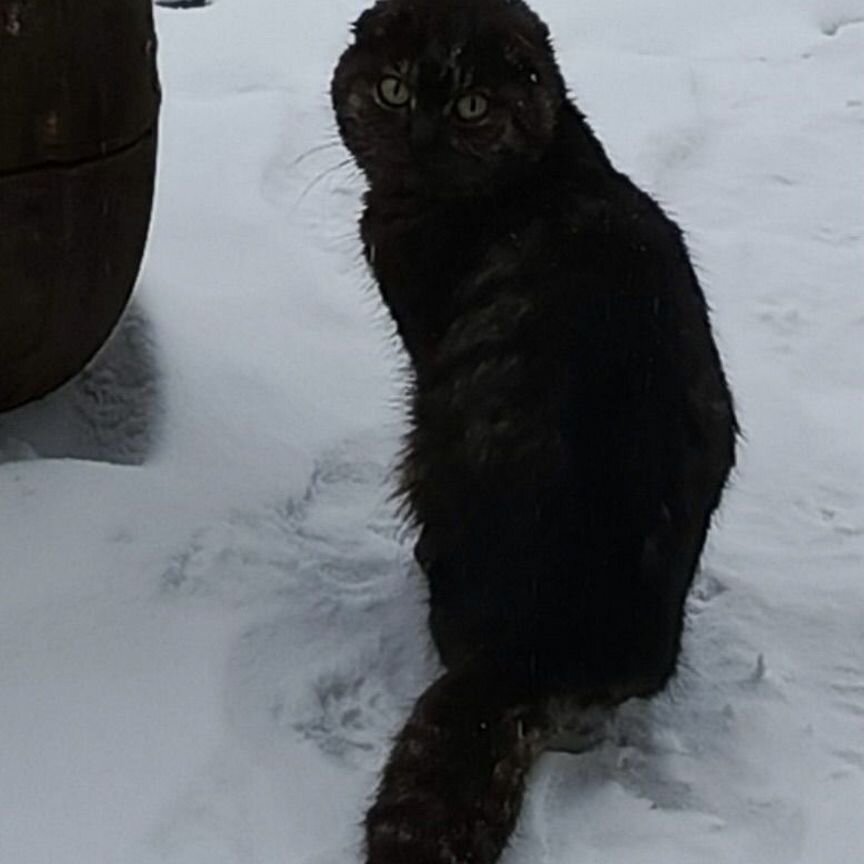 Шотландская вислоухая короткошёрстная, взрослая кошка