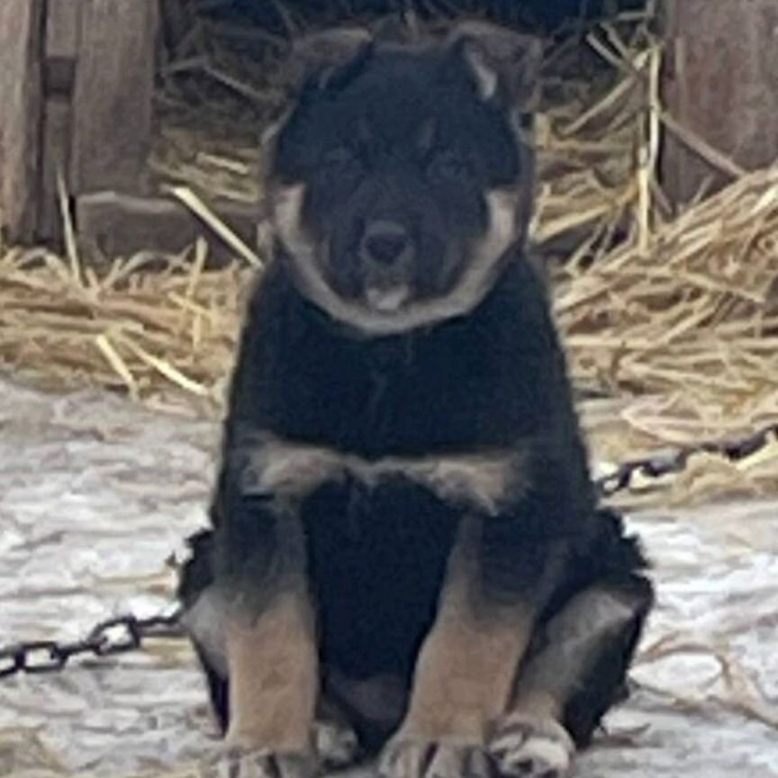 Щенок в добрые руки бесплатно