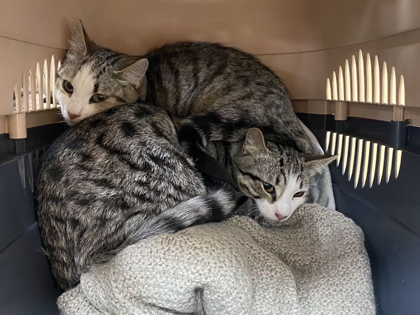 Котик ищет дом