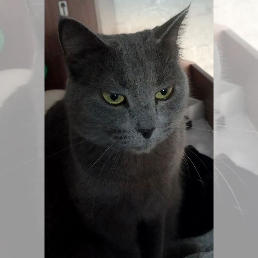 Британская короткошёрстная, взрослая кошка