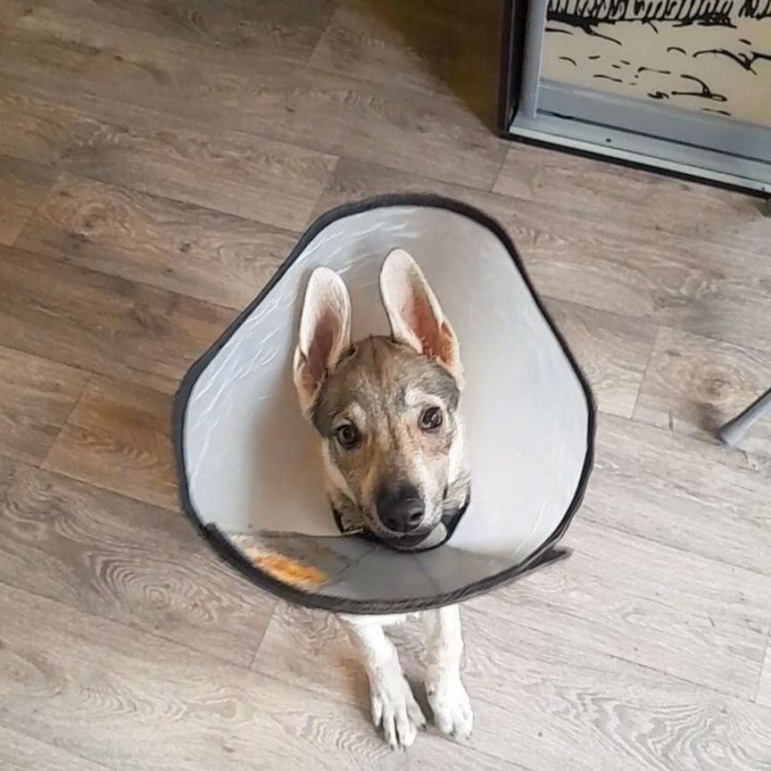 Чехословацкий влчак девочка