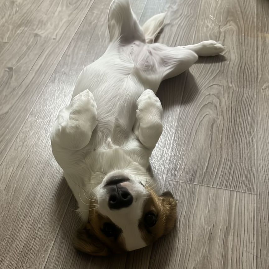 Джек-рассел-терьер, щенок