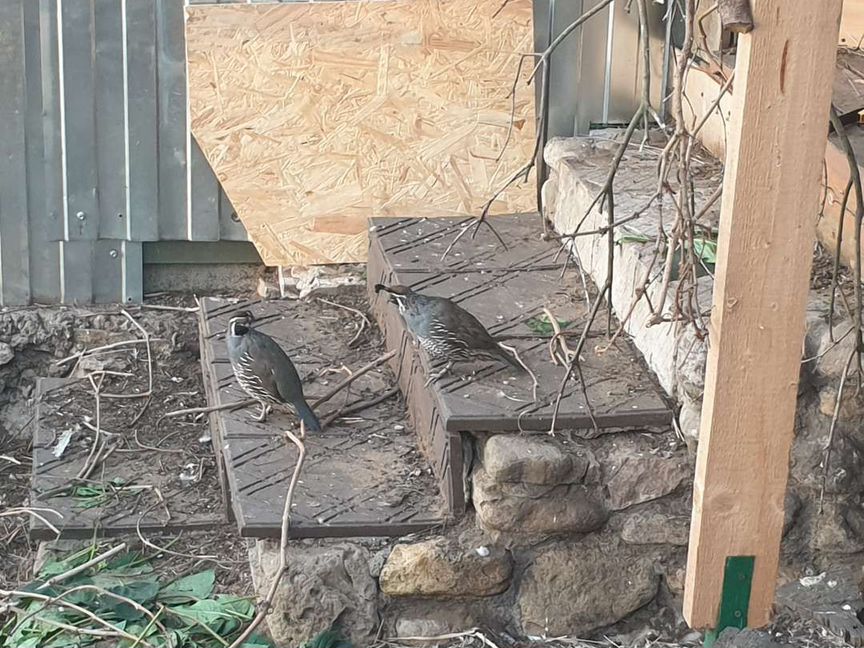 Калифорнийский перепел