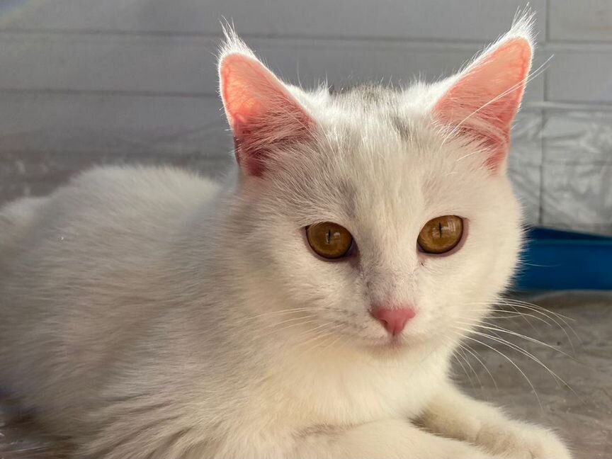 Девочка мама турецкая ангора стерилизована