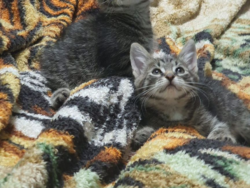 Котята мальчики метисы мейн куна