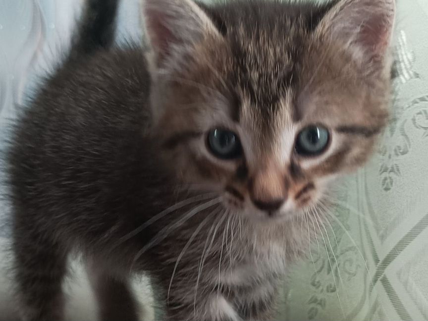 Котята