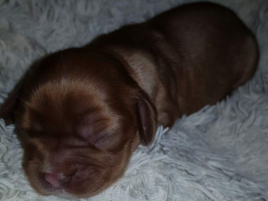 Кавалер Кинг Чарльз спаниель