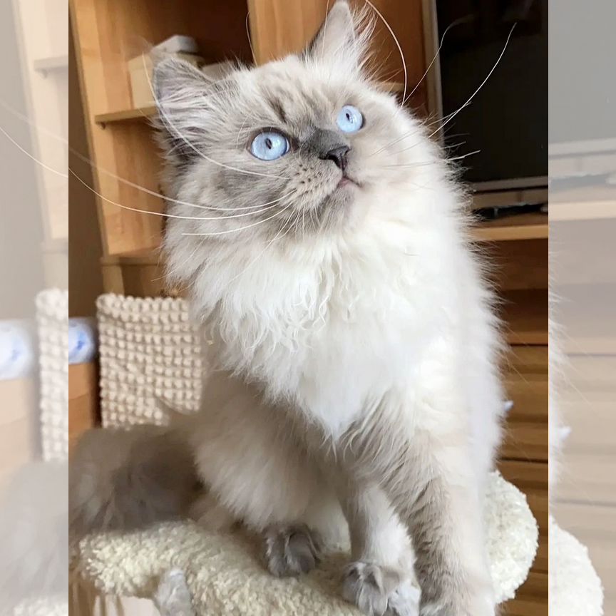 Невский маскарадный котёнок