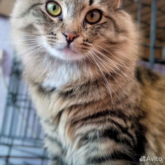 Котёнок.Кот. Очень красивый