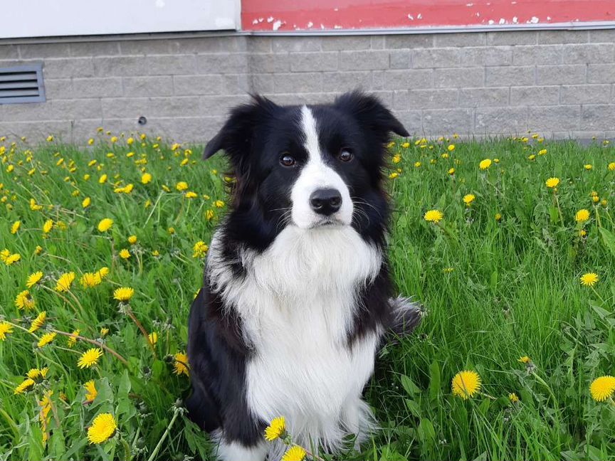 Собака бордер колли