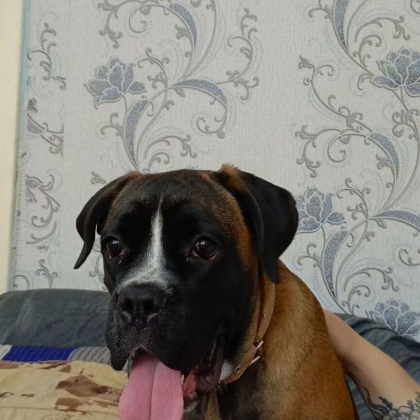 Собака в добрые руки отдам бесплатно