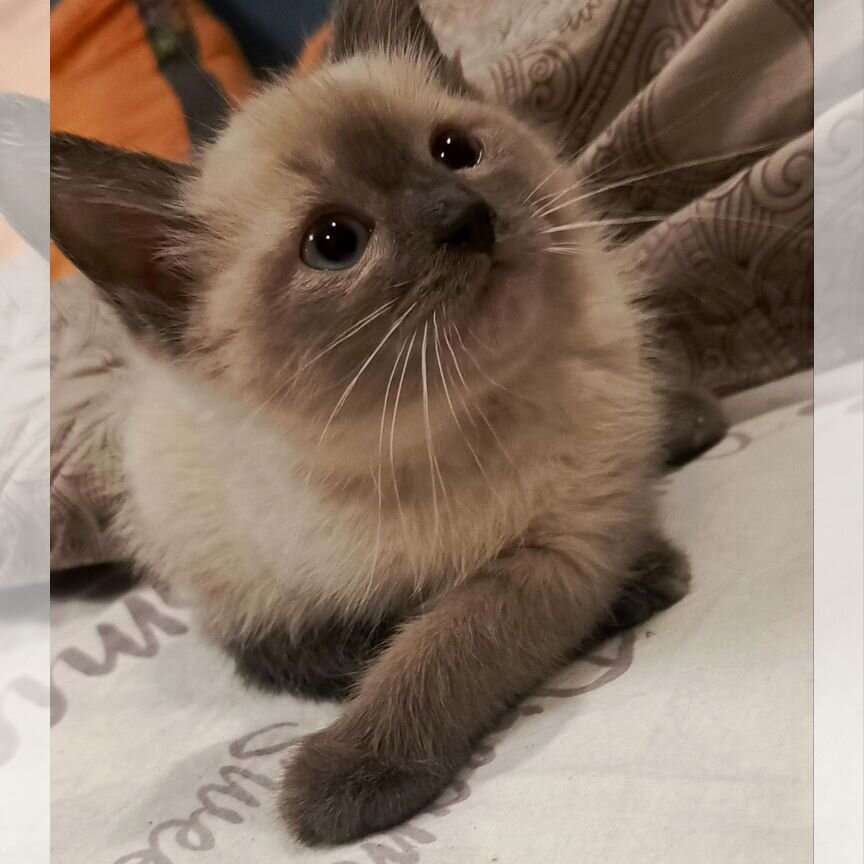 Милая кошечка