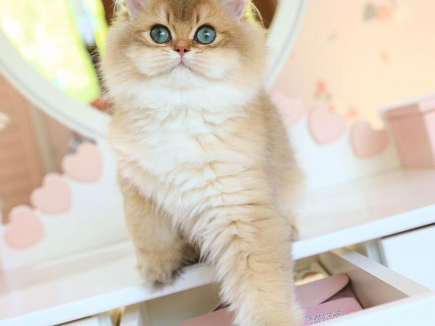 Британский мальчик