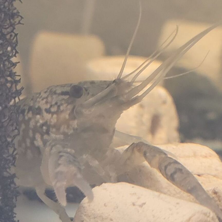 Мраморный рак